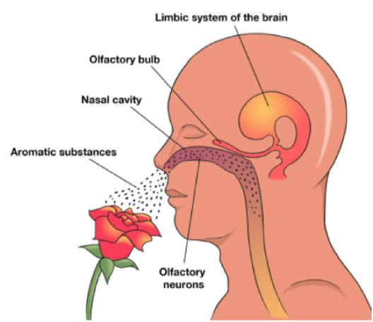 Watch this 7 minute film to discover the world of olfactory stimulation ...